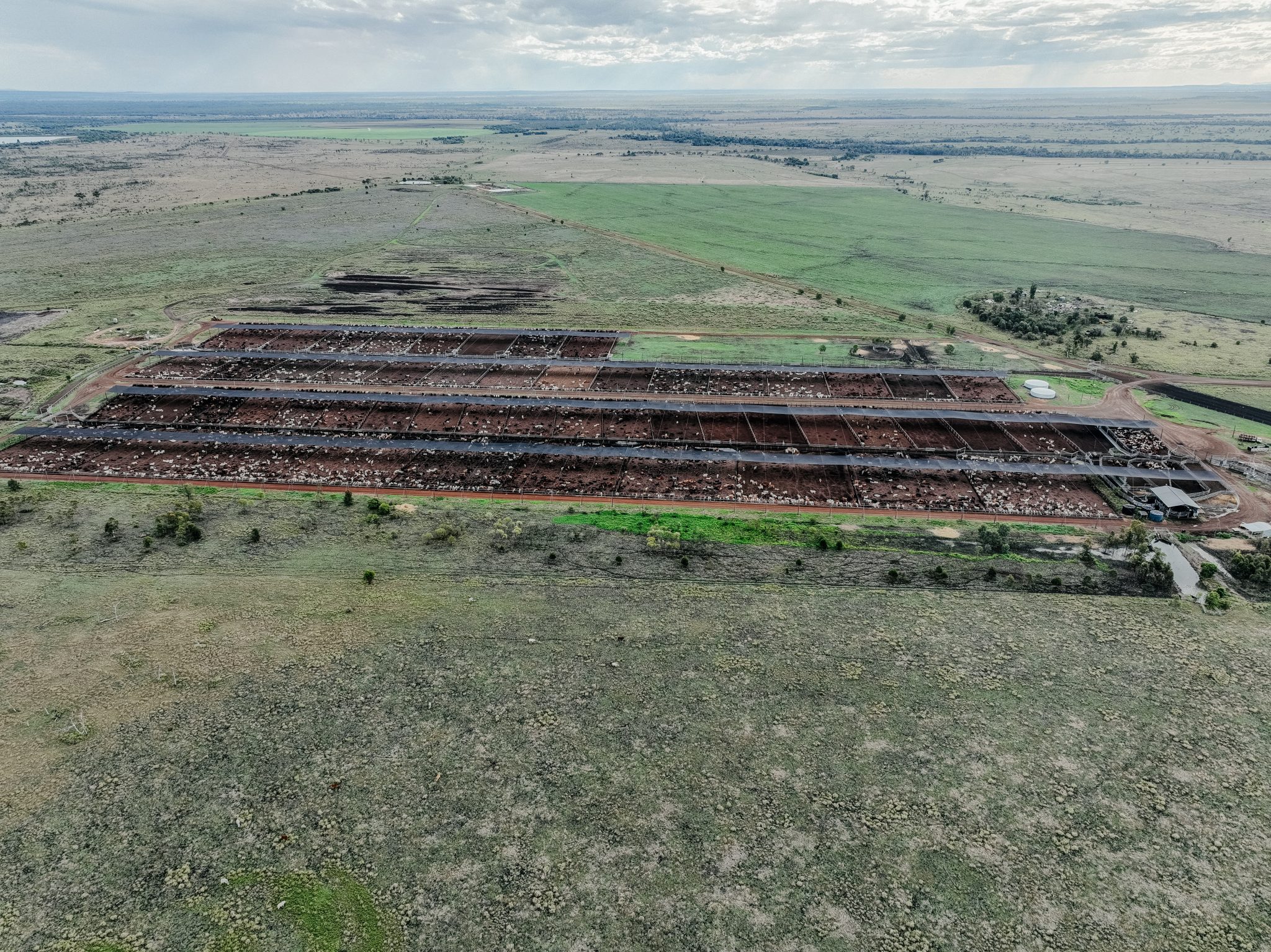 Aussie Feedlots