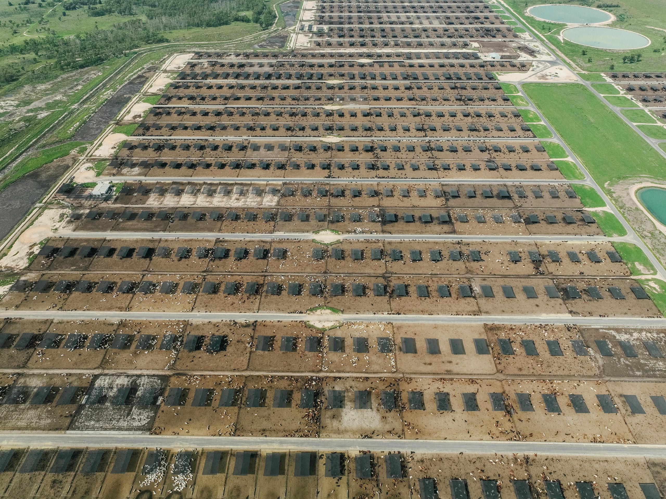 Grassdale Feedlot – Aussie Feedlots