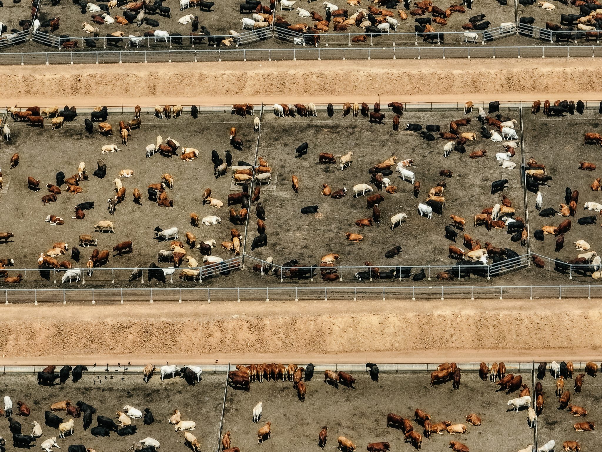 Aussie Feedlots