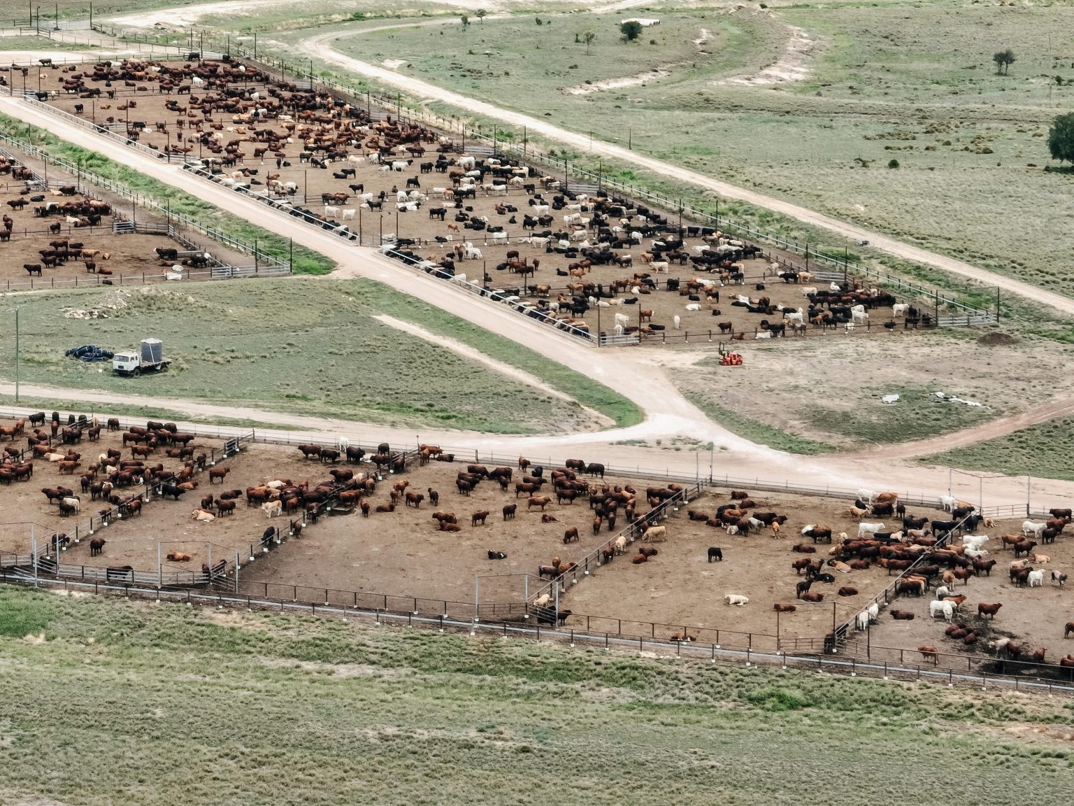 Aussie Feedlots