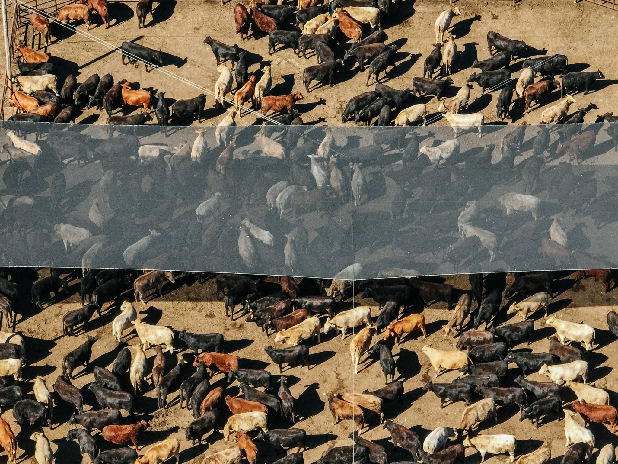 Aussie Feedlots