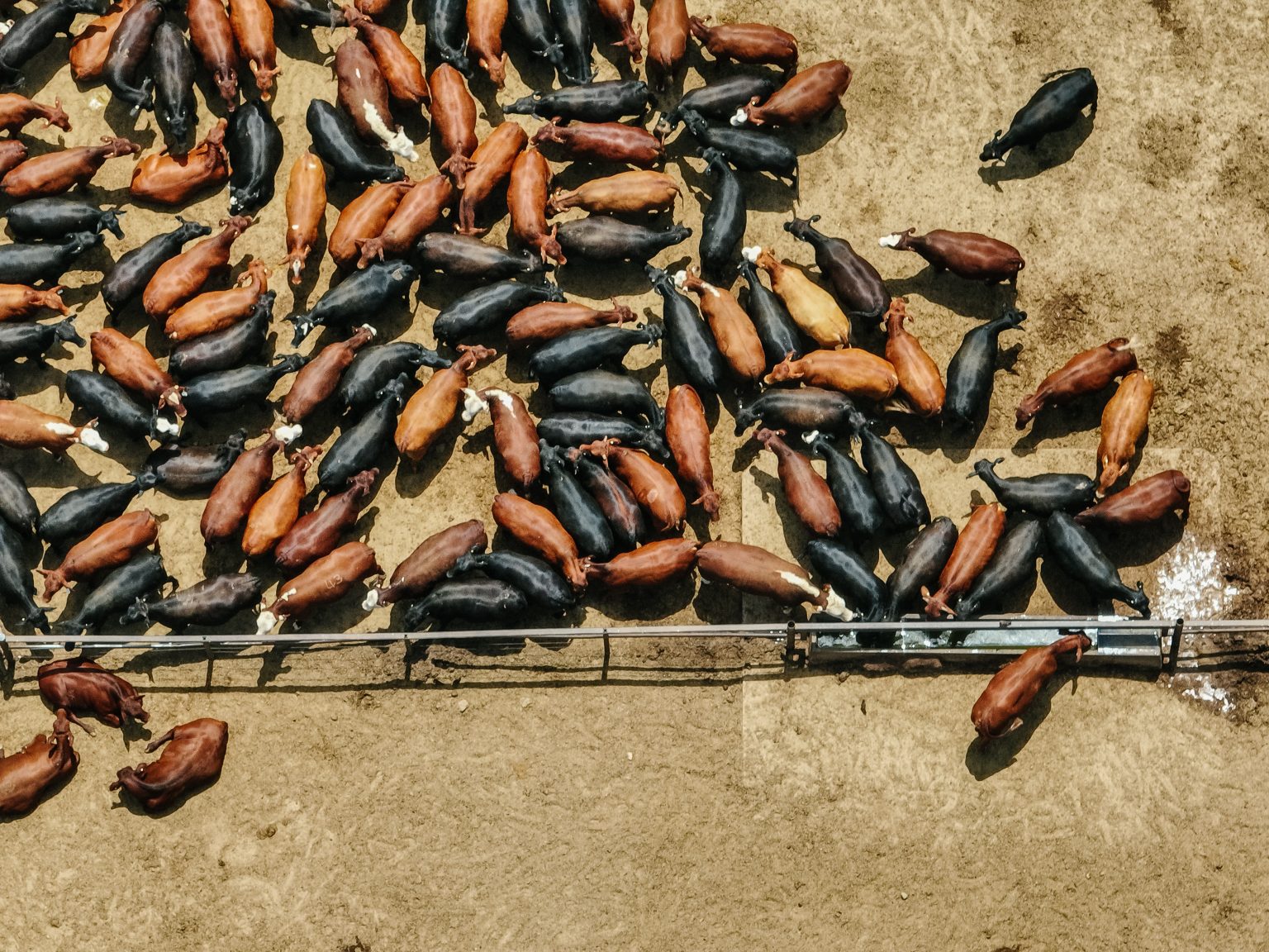 Aussie Feedlots