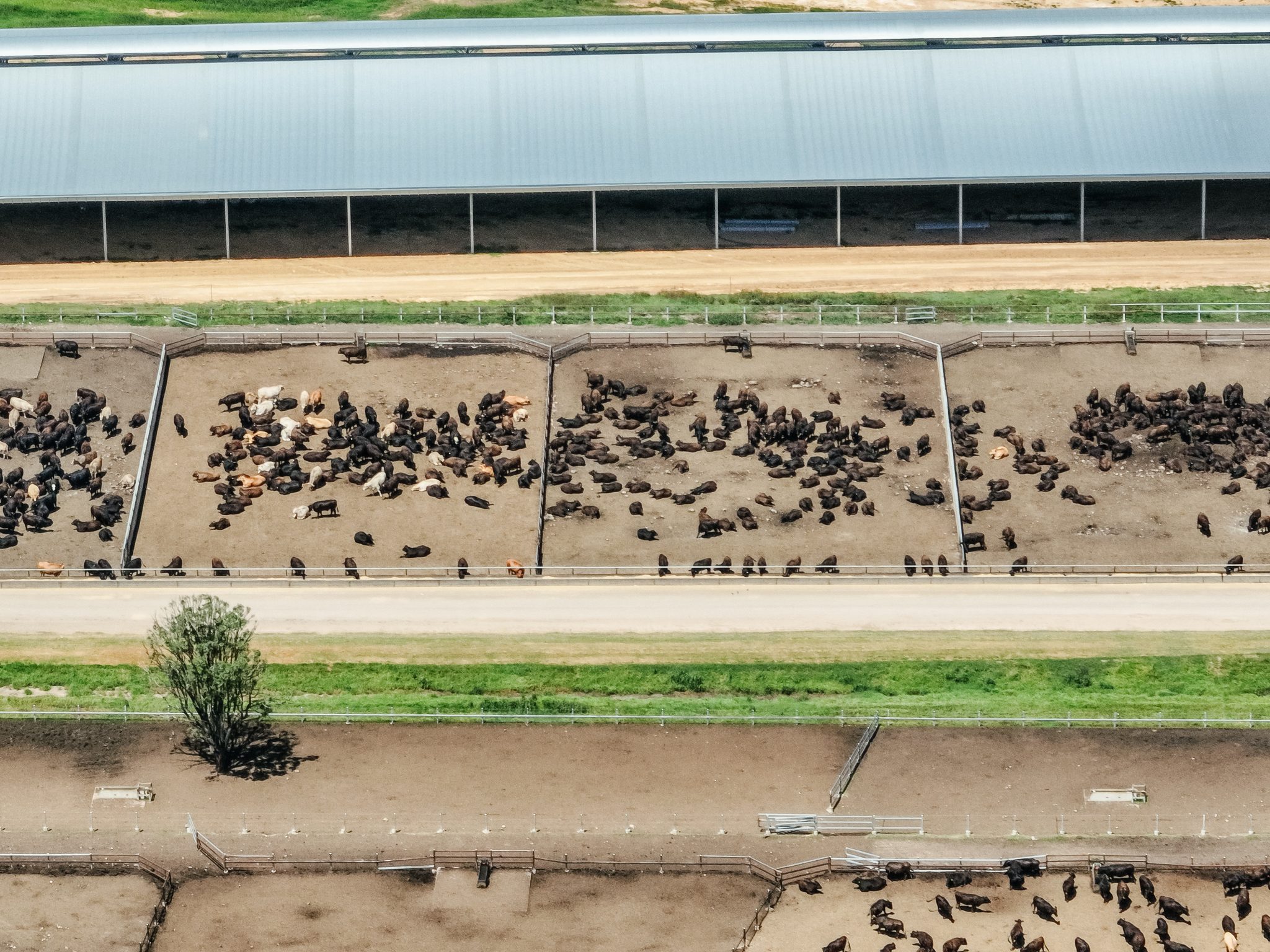 Aussie Feedlots