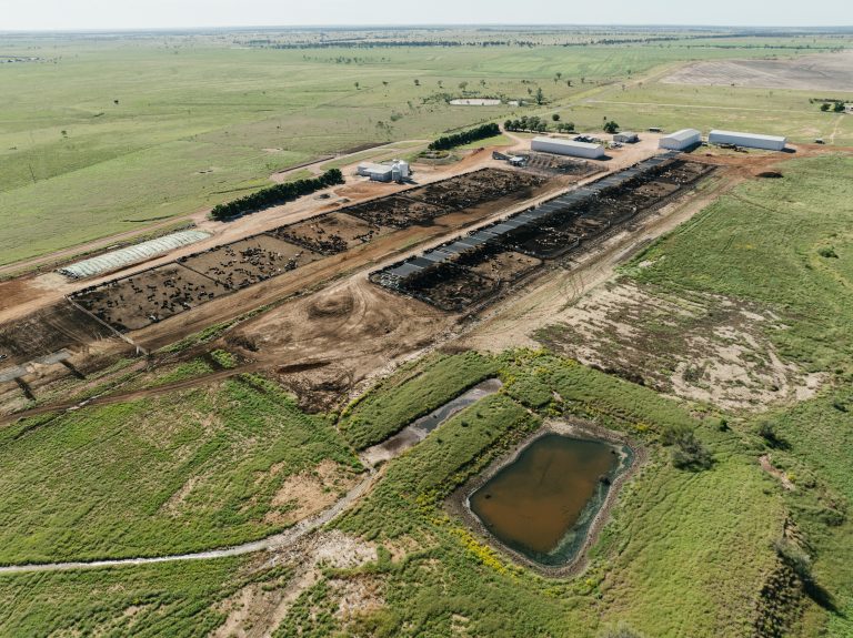 Aussie Feedlots