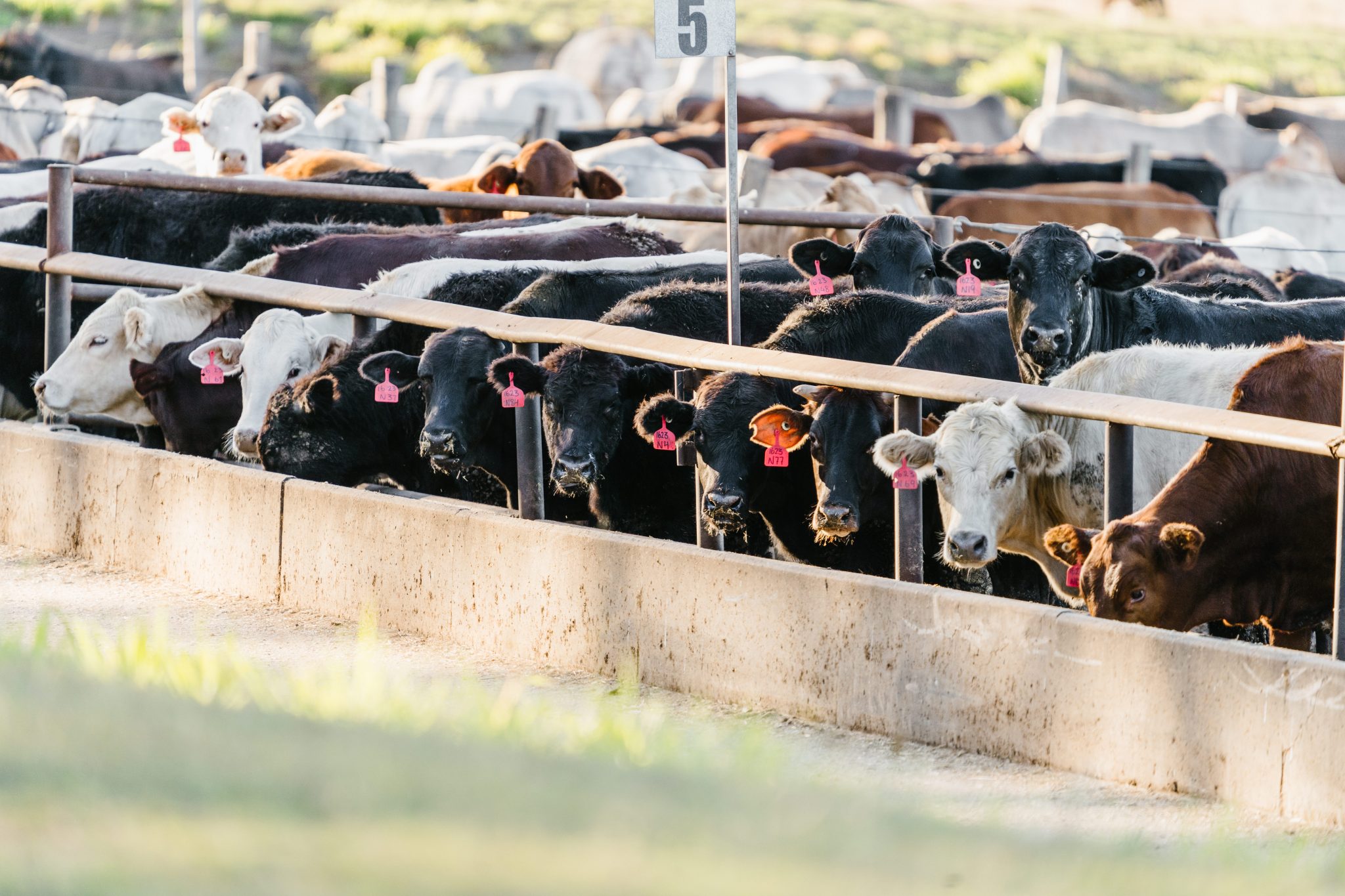About - Aussie Feedlots